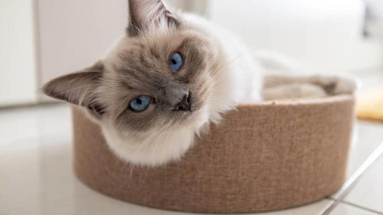 7 devoted cat breeds that are true companions