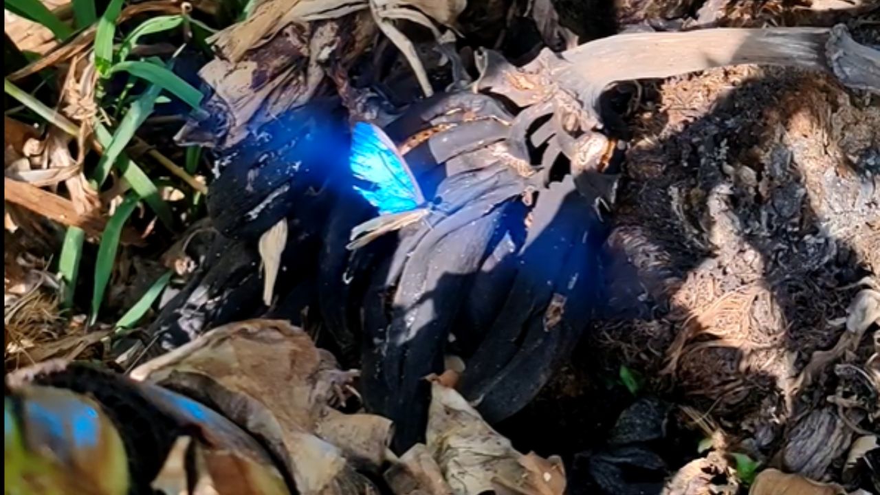 Blue glow flickers beneath a banana tree