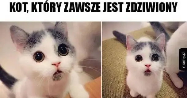 To najlepsze MEMY o kotach! Jaki jest typowy kot? Te śmieszne obrazki ...