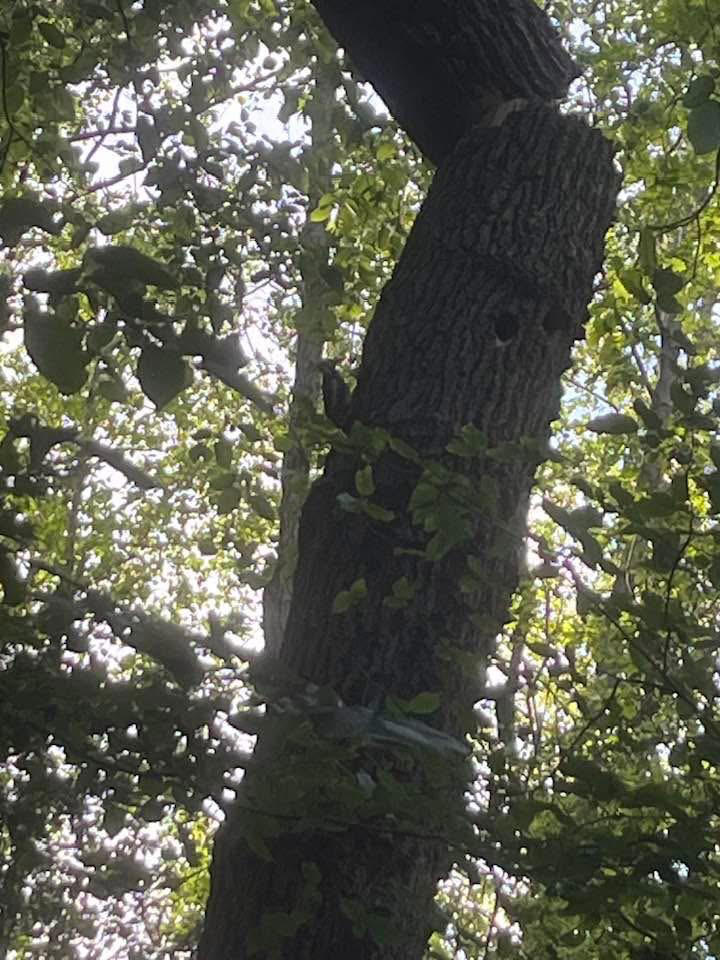 Letter to the editor: Destruction of woodpecker home in Ifield Brook ...
