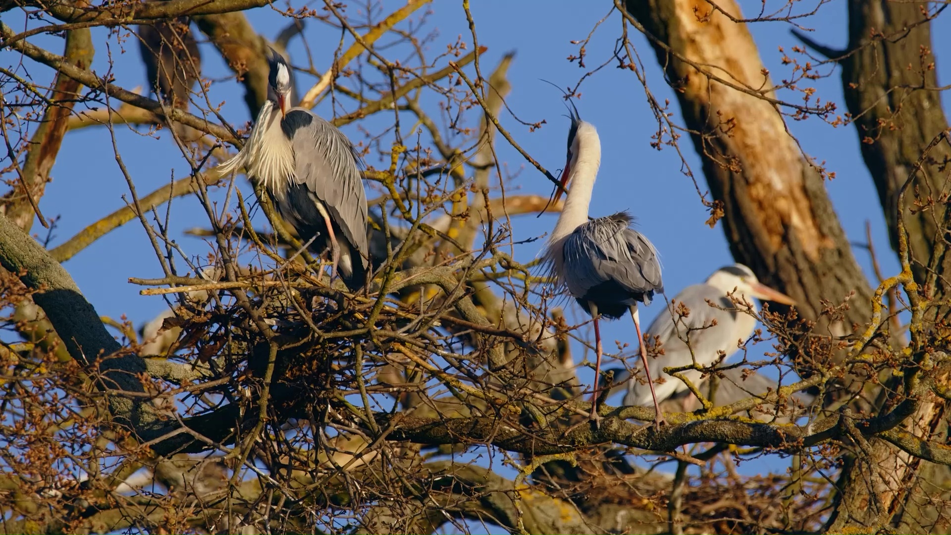 Cómo las garzas reales protegen su colonia de nidos