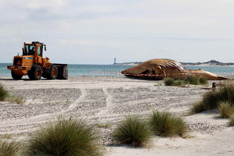 Metallplatten am Wal – Vorbereitung der Obduktion am Strand
