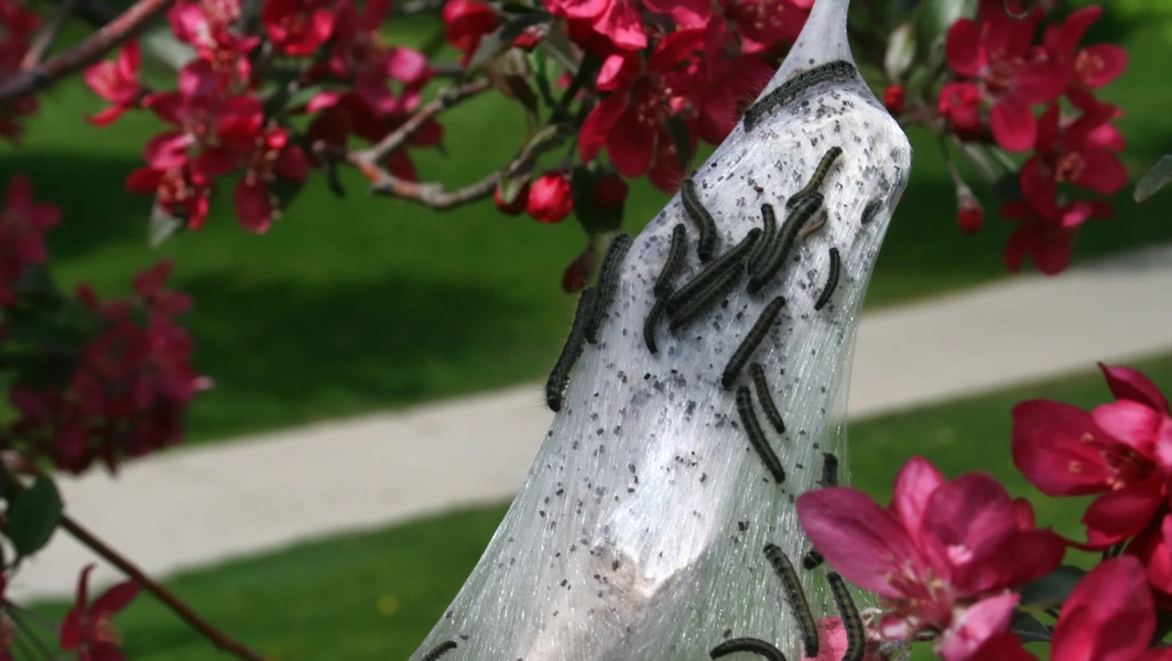 Cyclical caterpillar outbreak defoliates trees across Alberta