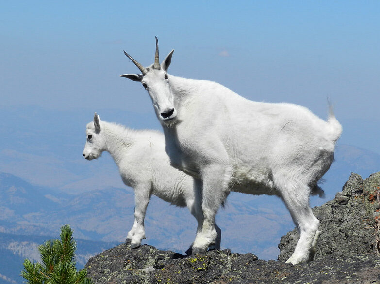 15 things you didn't know about goats