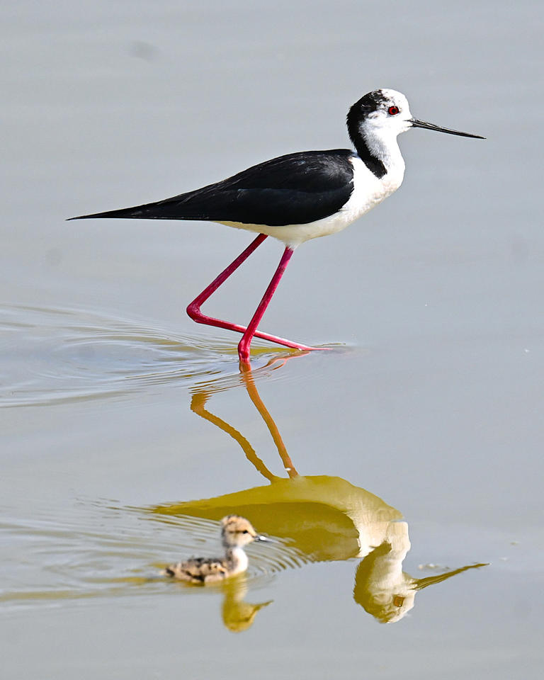 La sombra protectora del Delta del Ebro