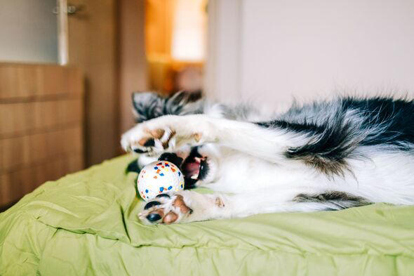 Dog owners are only just learning why pets bring them toys at the door