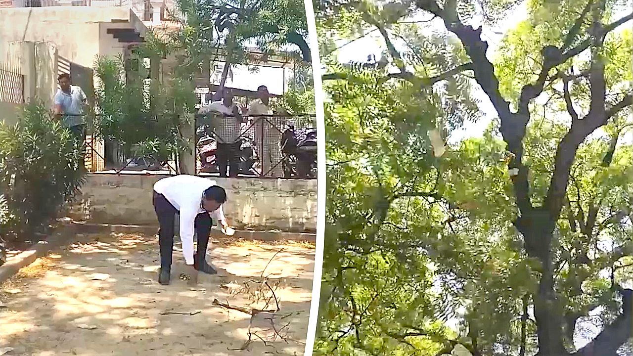 Monkey snatches $2,000 cash bag and showers banknotes from treetop in India