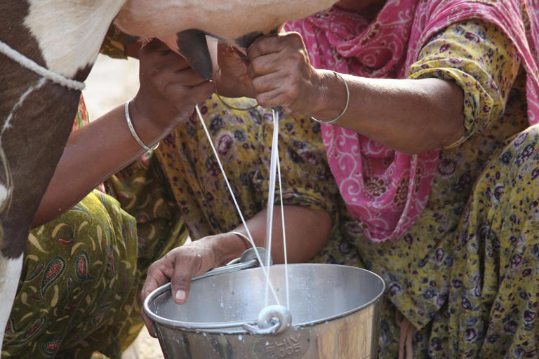 World Milk Day 2026: Orthopaedic surgeon explains which milk is most ...