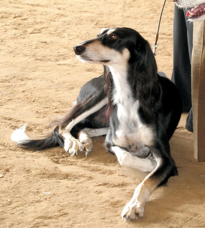 14 breeds whose predatory instincts can still shape their behavior