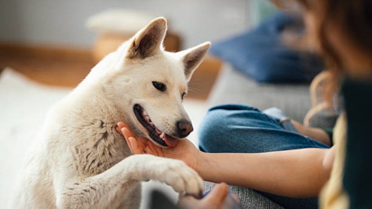 9 things your dog only does with people they trust completely ...
