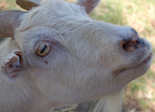 15 things you didn't know about goats