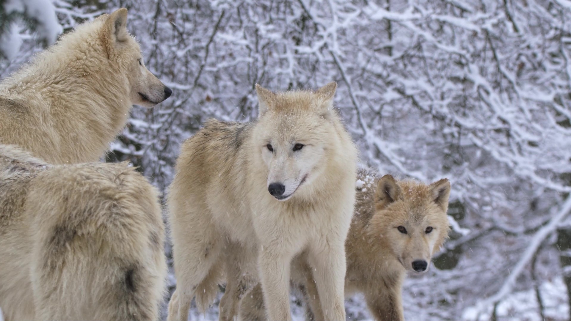 Rare arctic wolves standing guard in winter territory