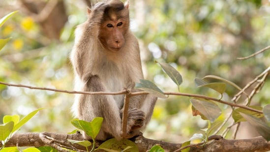 Monkey's cash heist at UP court: ₹2 lakh bag snatched, currency notes ...
