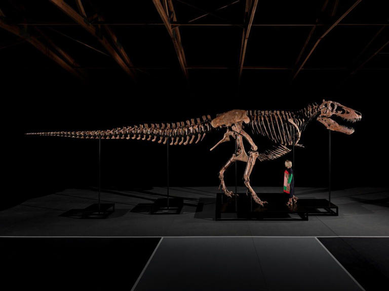 Dinosaurier auf Rekordkurs: T rex «Gus» soll bis zu 30 Millionen Dollar ...