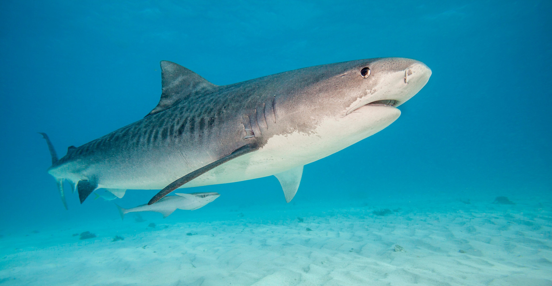 Aggressive shark attacks swimmer in Hawaii