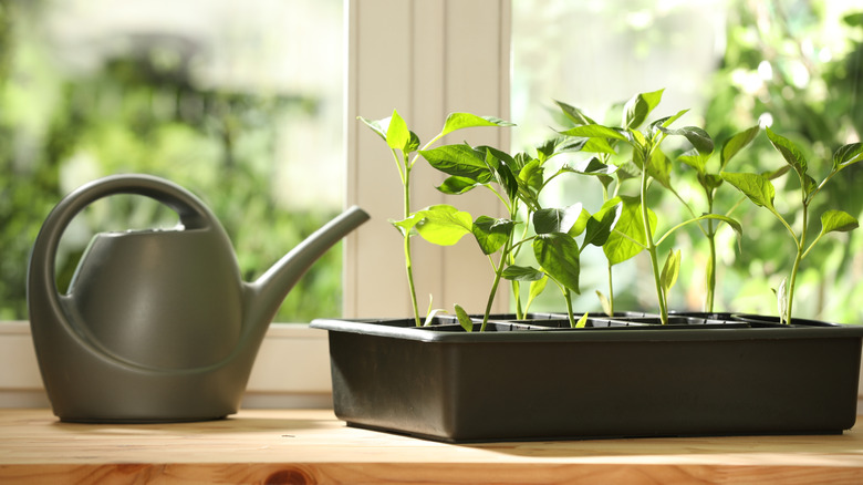 Grow spicier peppers than ever with this clever watering trick