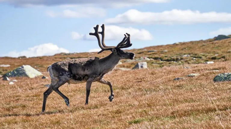 The most resilient animals living in America's toughest climates