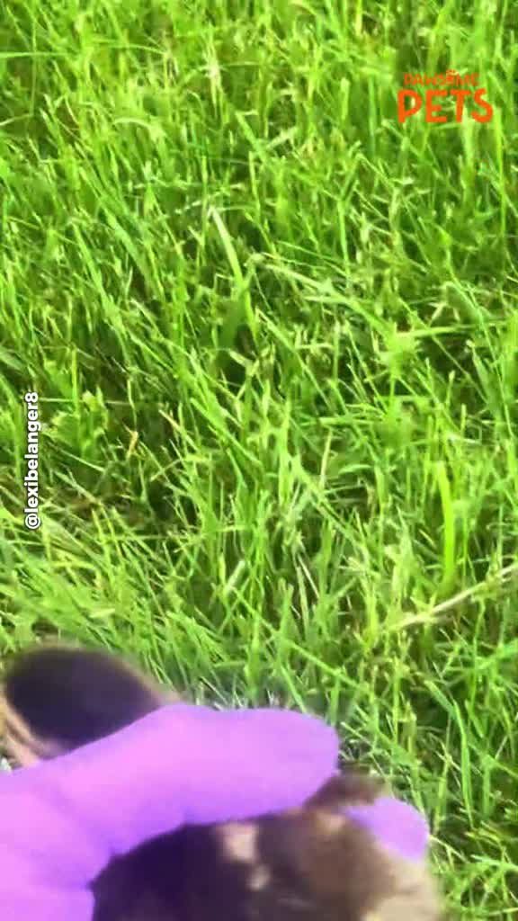 Tiny ducklings rescued from storm drain in heartwarming save