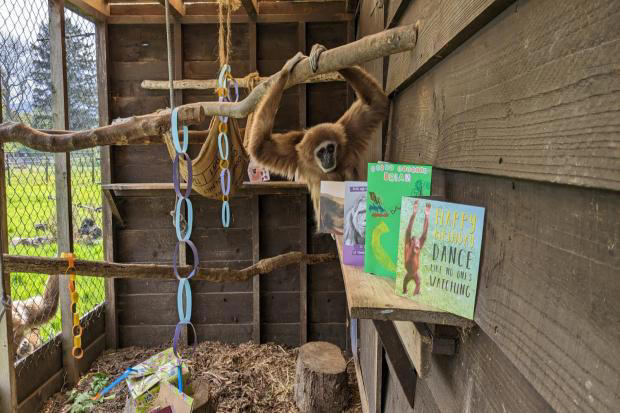 Brian the lar gibbon at Lake District wildlife park marks milestone ...
