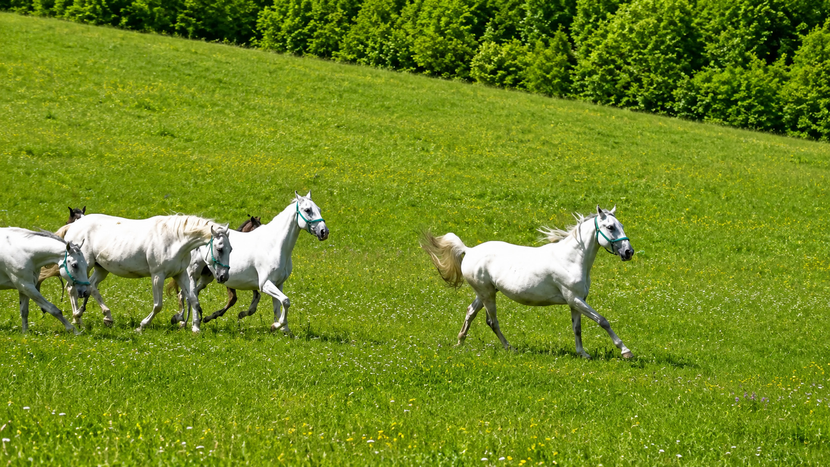 White horses running across Hungary’s endless Puszta plains