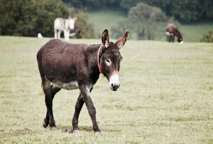 10 qualities that make donkeys a pet worth considering