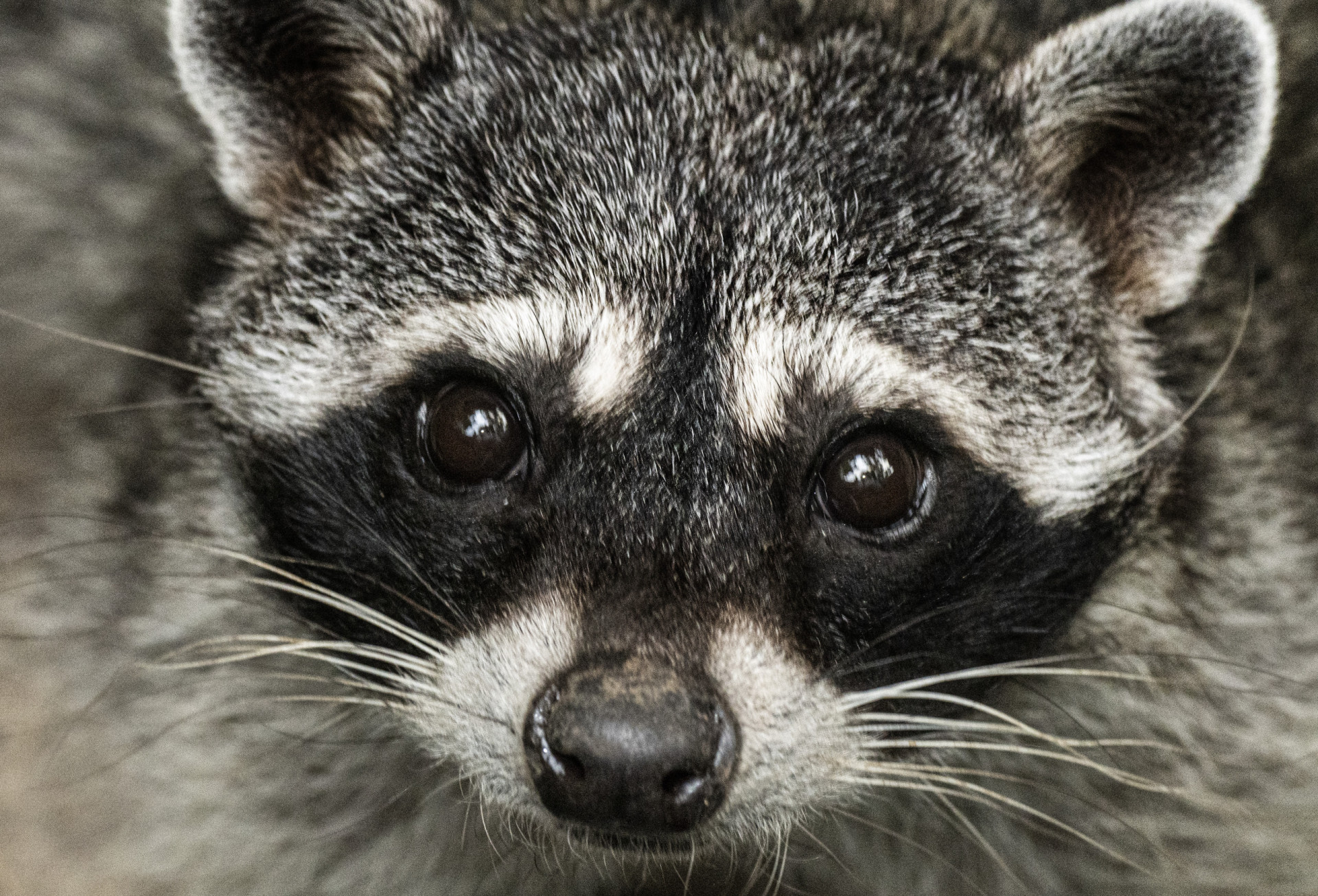 The worst animals to keep as pets