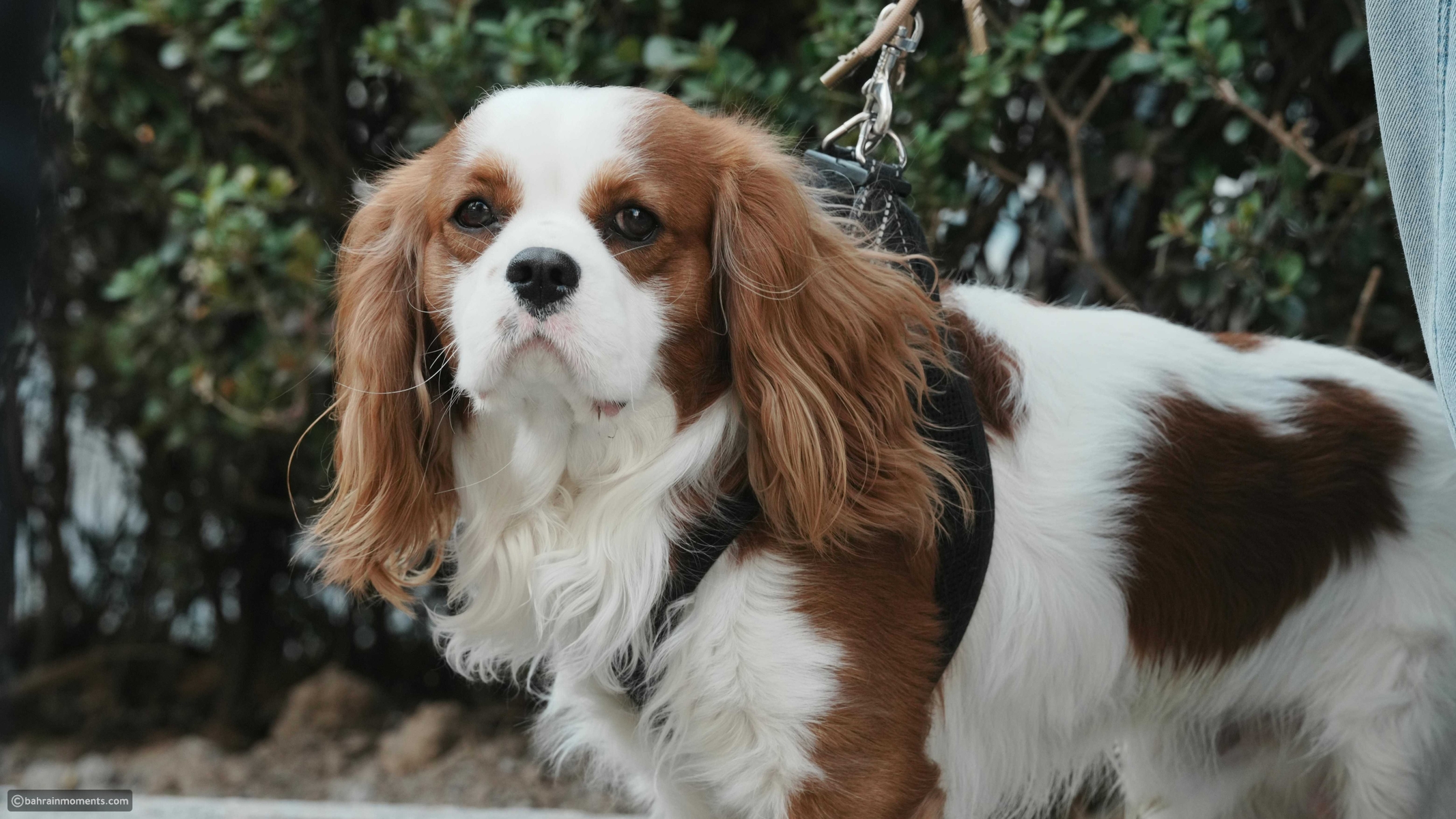 12 dog breeds that get better with age (calmer and more loving over time)