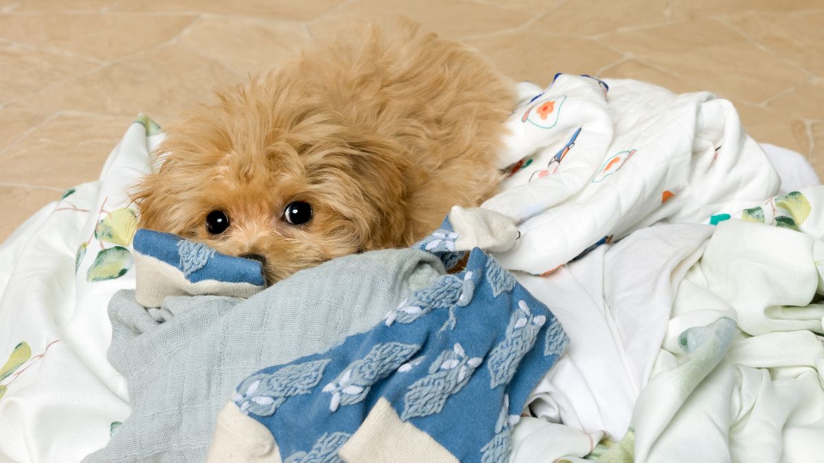 Your laundry pile is your dog’s comfort blanket, and the science behind ...