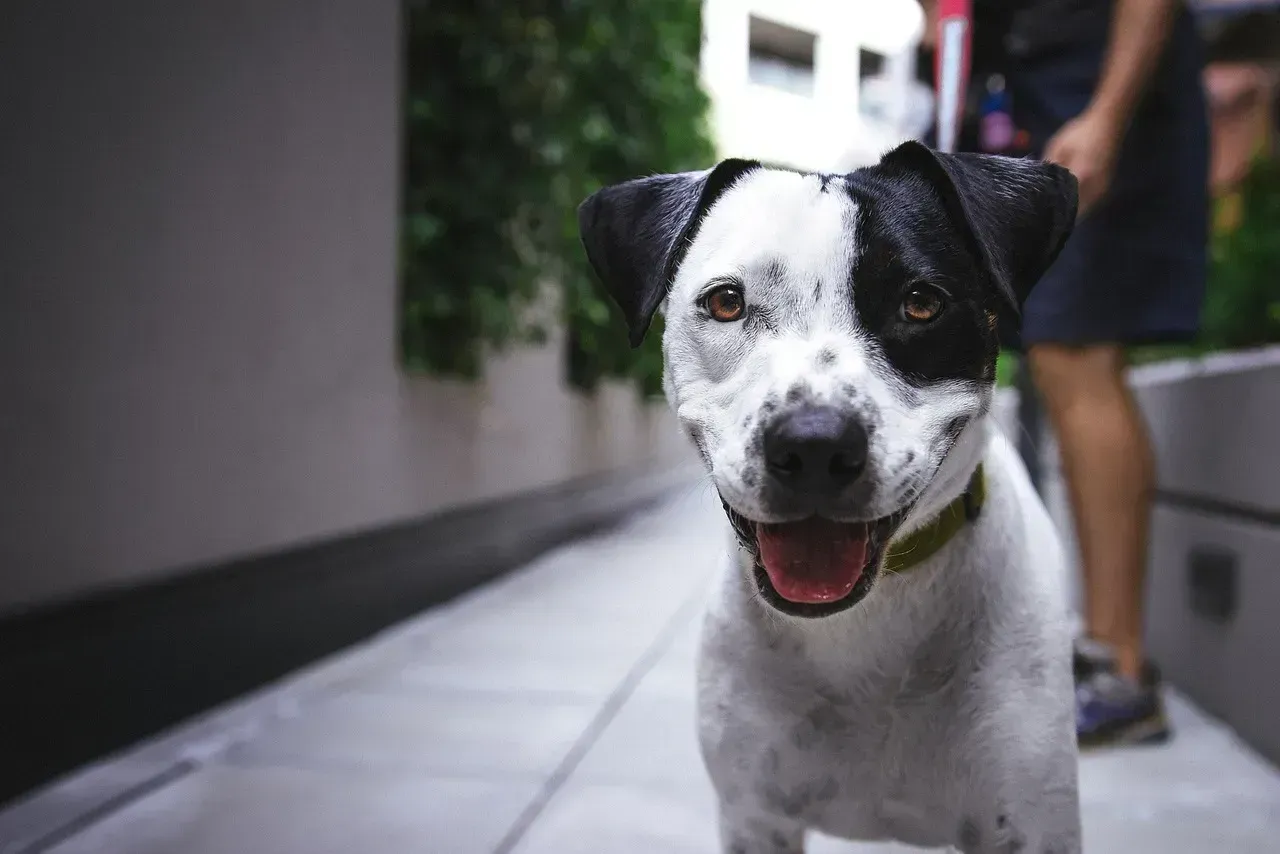 10 overlooked things indoor dogs need to feel secure and relaxed