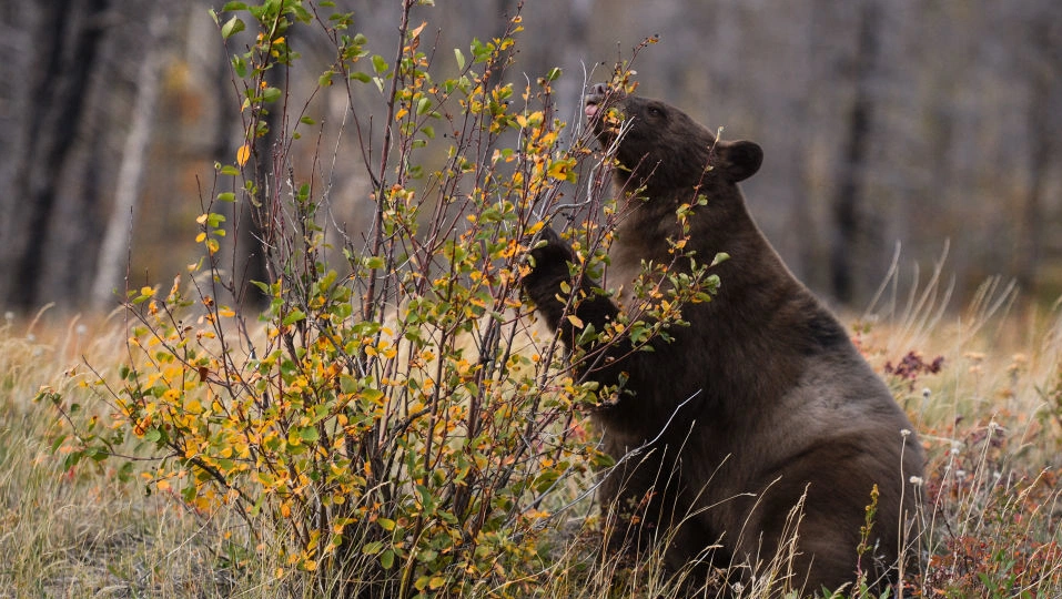 Smart bear safety tips every camper should know