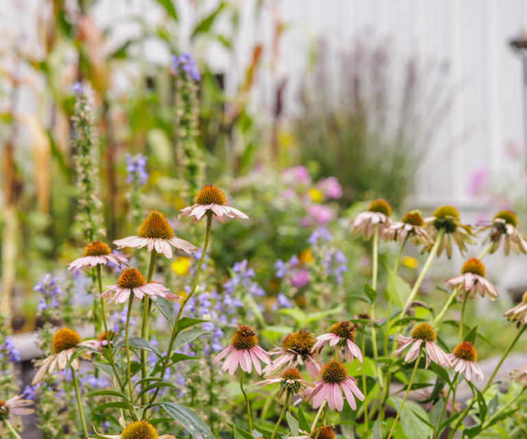 Designers are ditching all-white gardens – these gentler color palettes ...