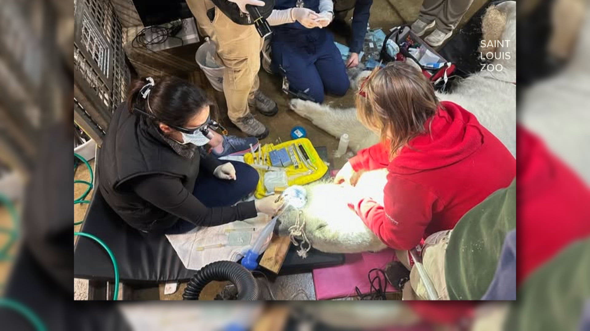 Polar bear Kallu gets a root canal, new fur treatment