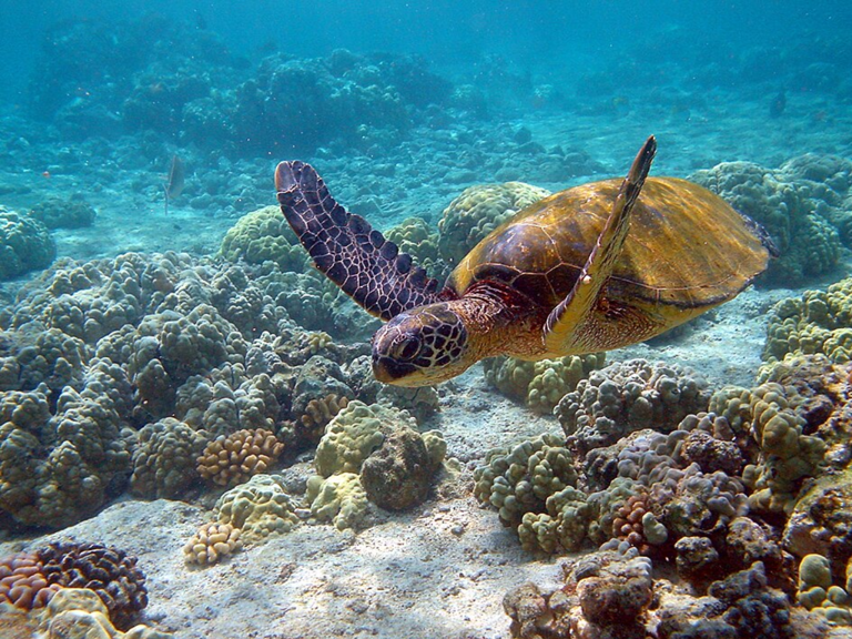 Hawaiians spotted sea turtles with mysterious 'graffiti' on their backs ...