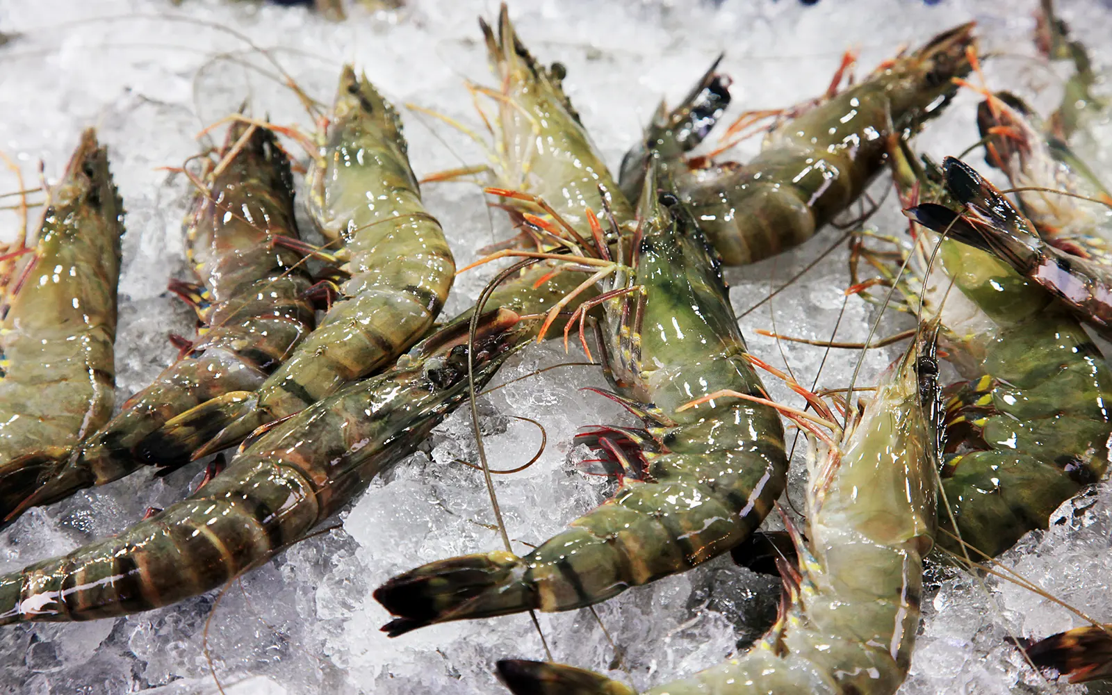 Malaysia’s ban on Thai shrimp sparks alarm among Thai producers