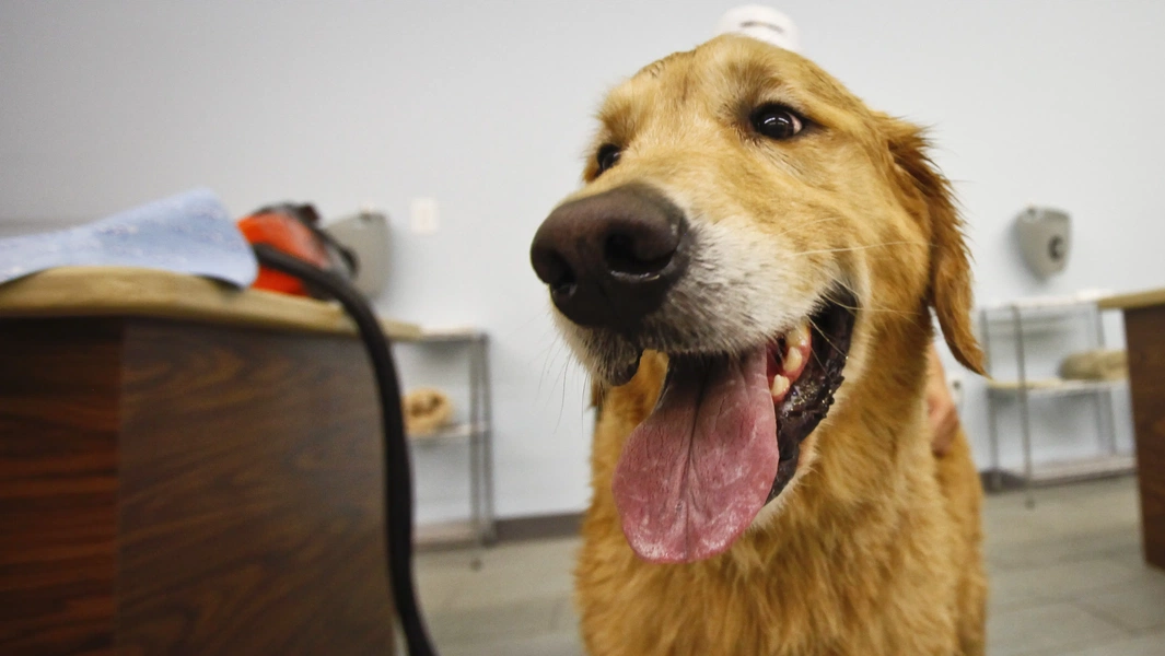 5 words that can stress out your dog