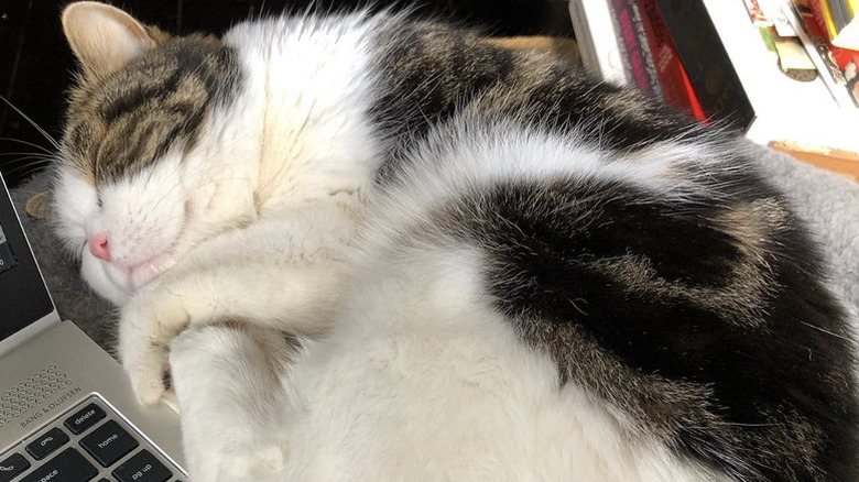 Cats interrupting their humans' productivity with impunity