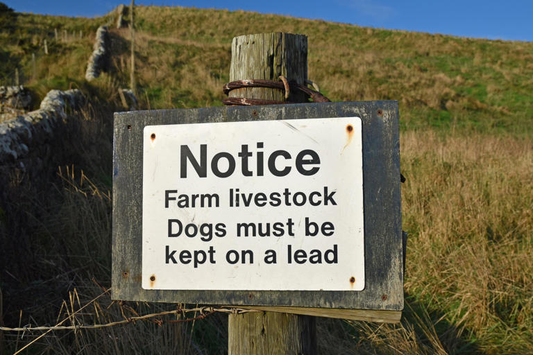 Sheep worrying incidents show dogs are out of control - Yorkshire Post ...