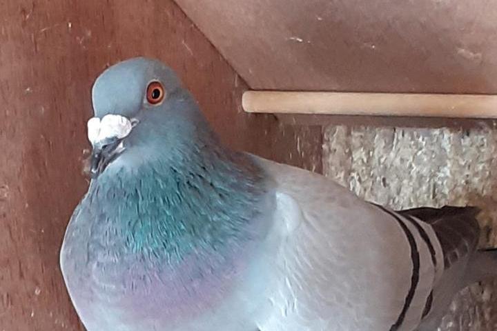 Swann raises concerns on continued delay in racing pigeon movements