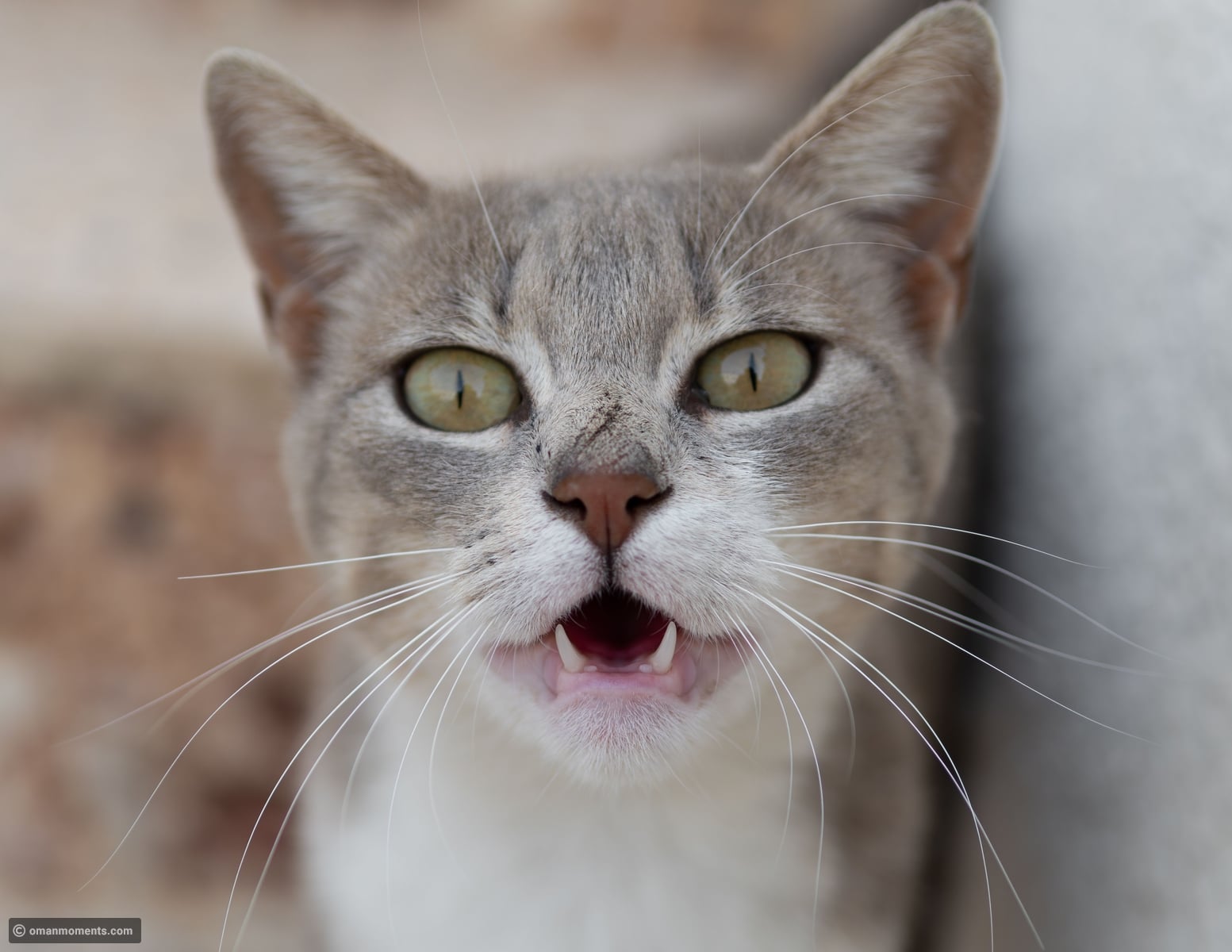 Scientists confirm cats are far more expressive than previously believed