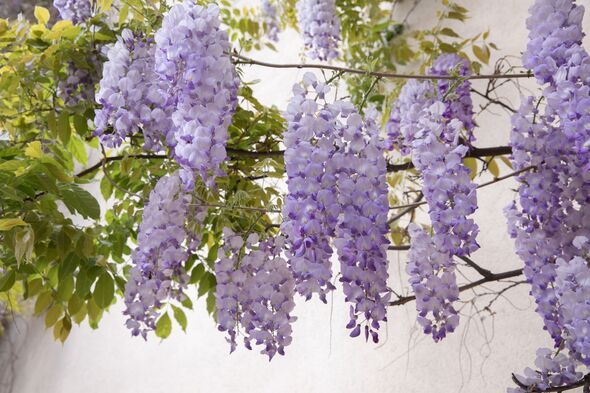 5 fast-growing climbing plants to grow around your front door for a ...