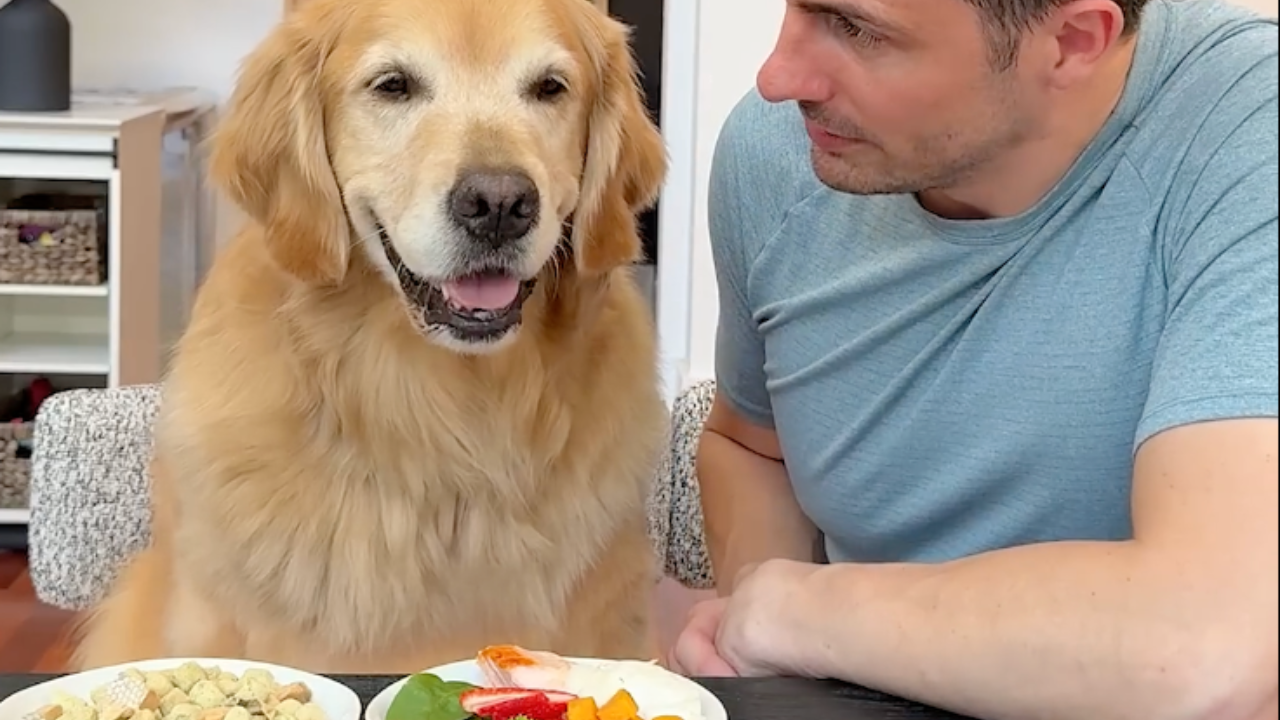 My dogs cannot resist the magic F word
