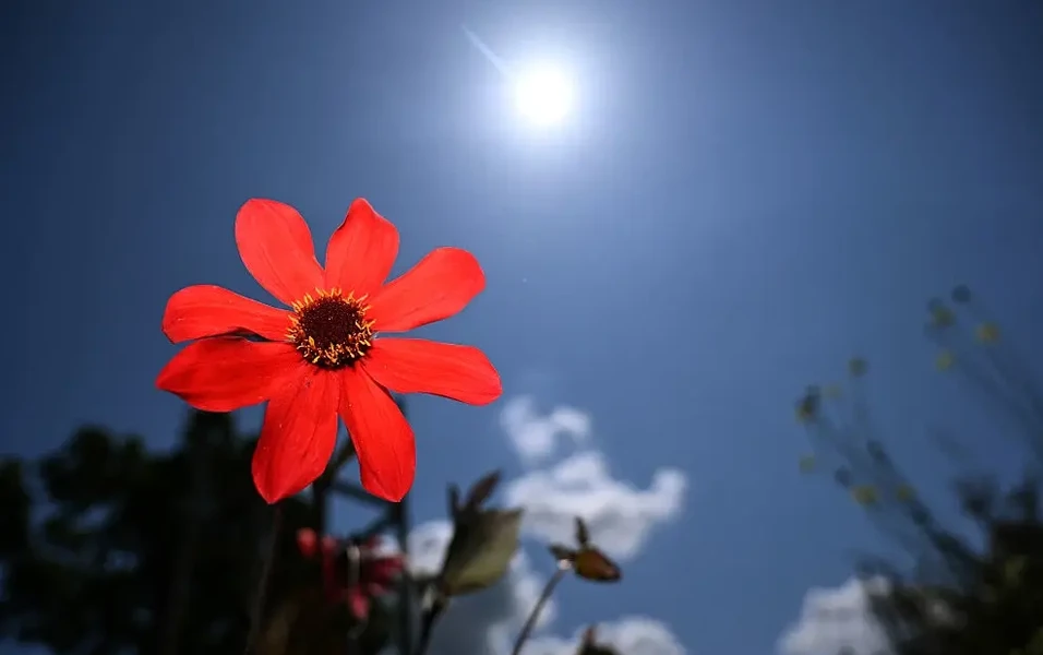 Your ultimate guide to thriving dahlias