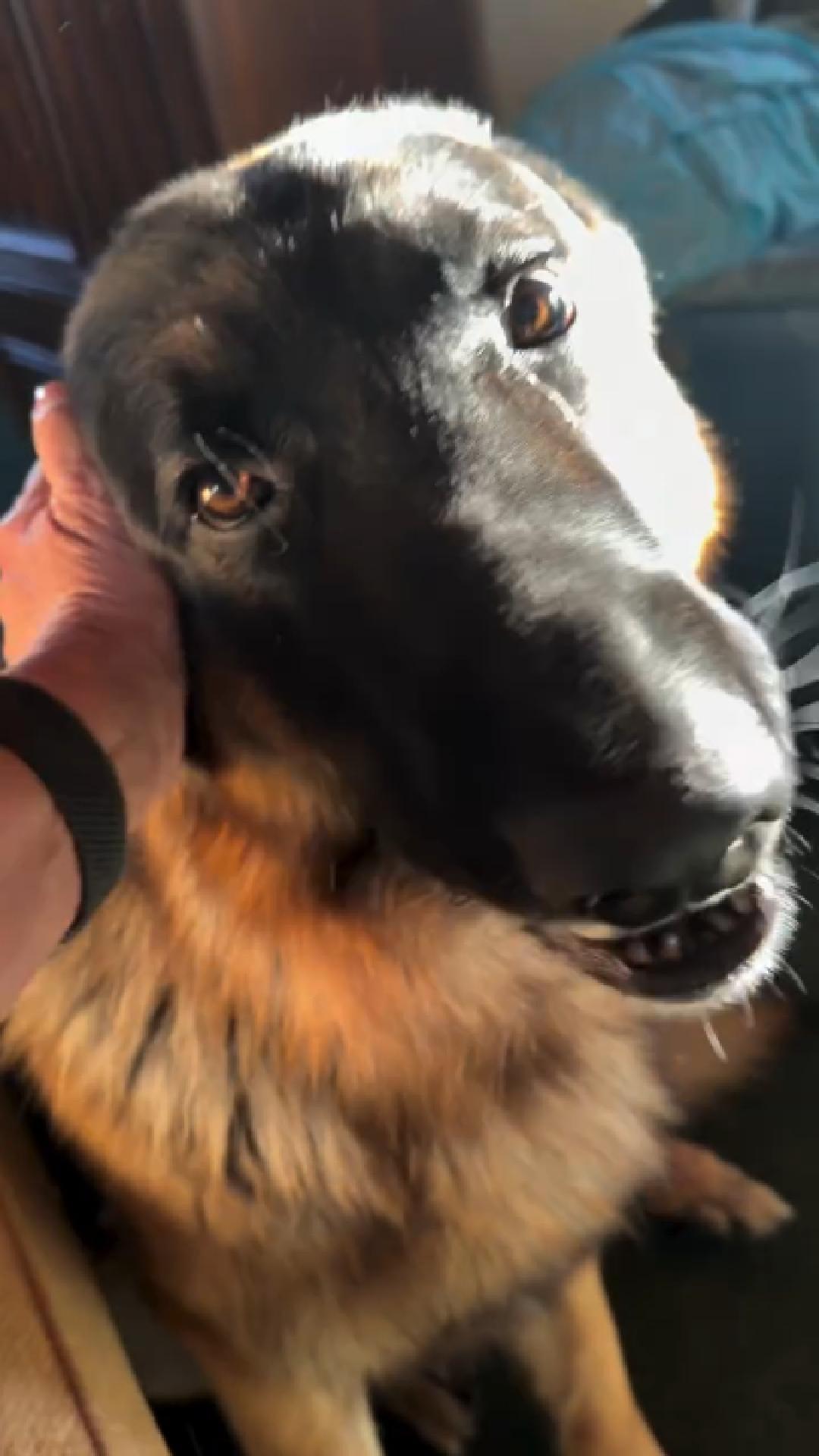Good morning from Jo the German shepherd