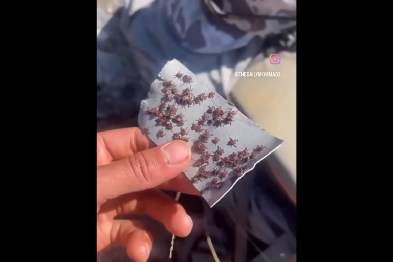Woman sparks alarm over 'sinister' tick surge with mystery boxes and ...