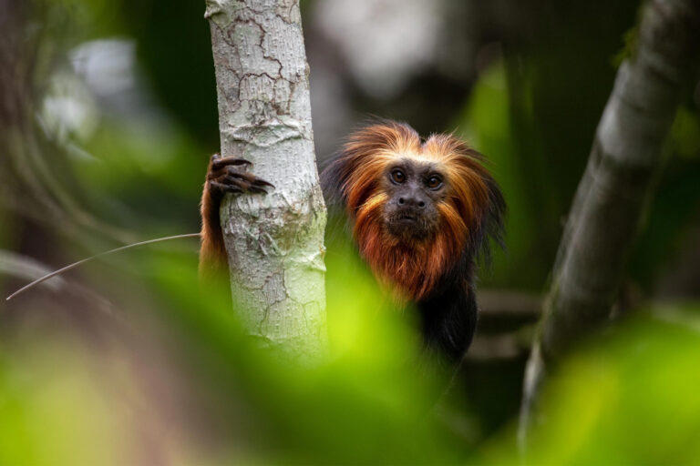 The global trafficking ring preying on a rare golden monkey from Brazil