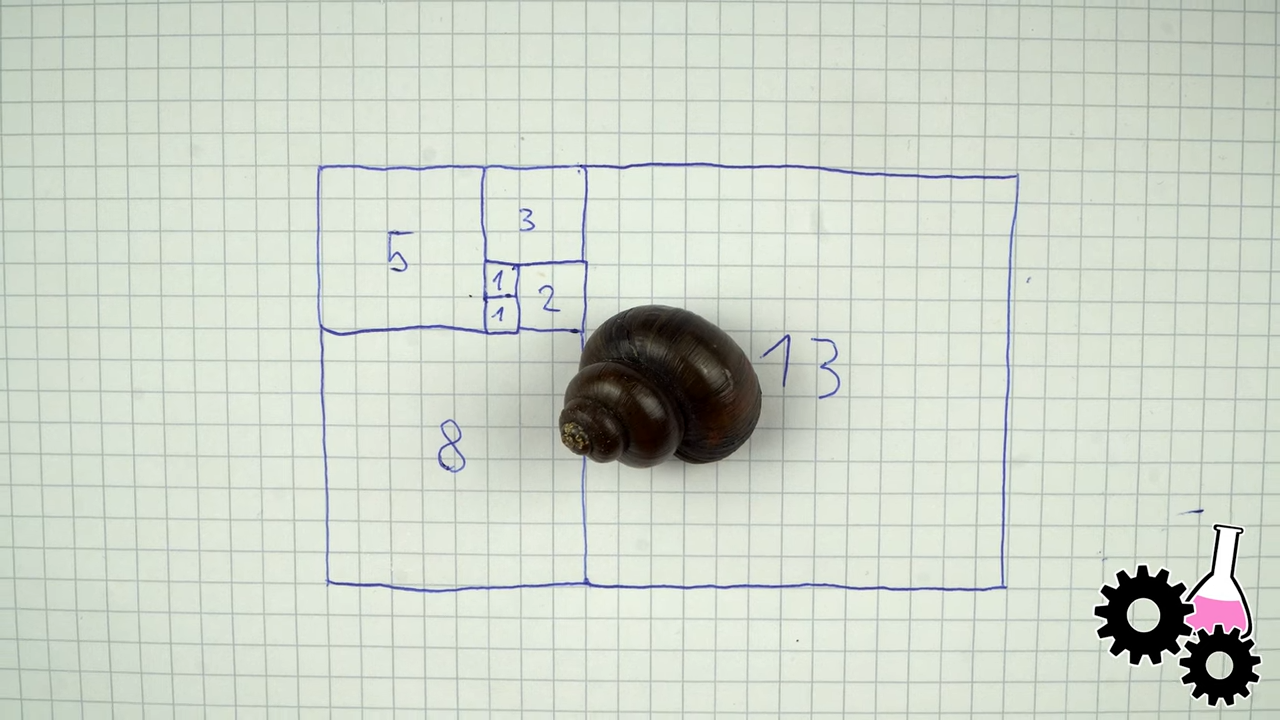 Diese Zahlen findest du überall! Fibonacci‑Folge