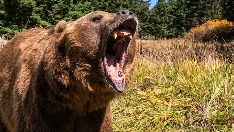 Un grizzli de 680 kilos lui a foncé dessus - puis ses griffes ont fait ...