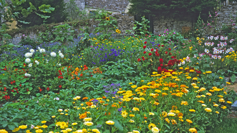 8 stunning flowers that quietly enrich your garden's soil while they bloom