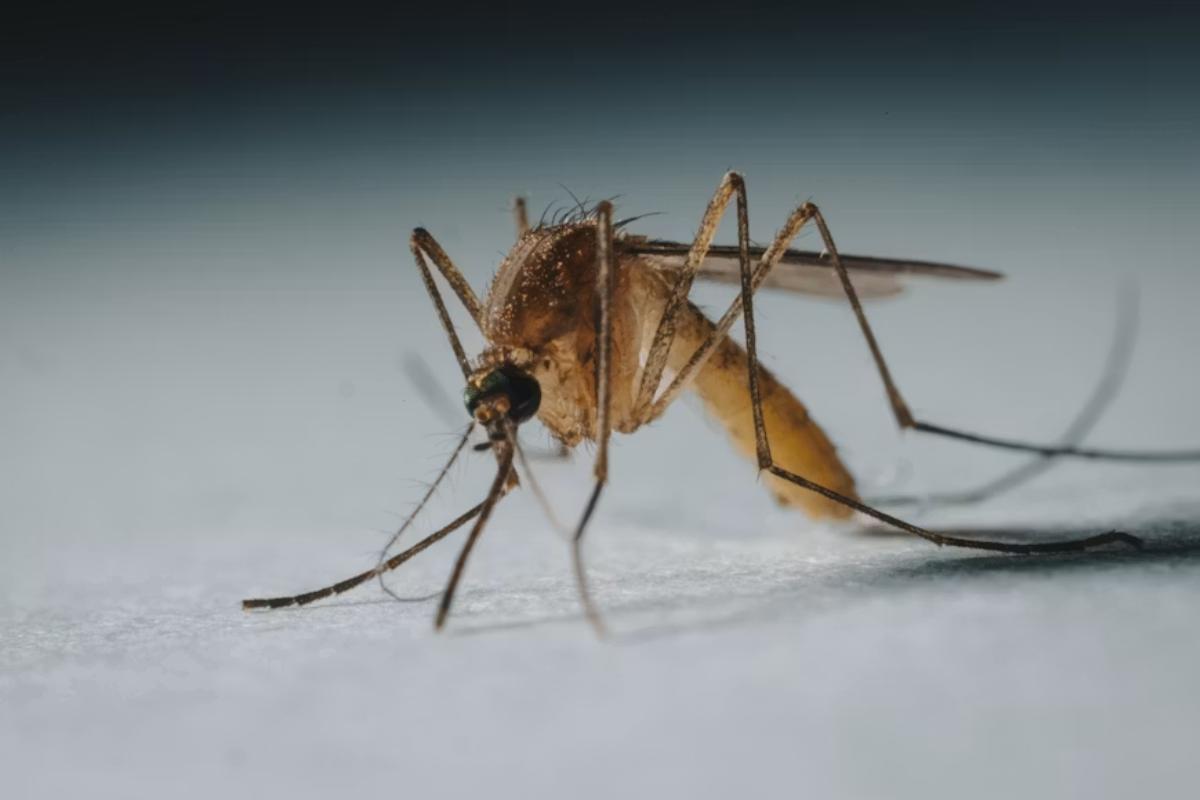 Google plans to release 32 million bacteria-infected mosquitoes and you ...
