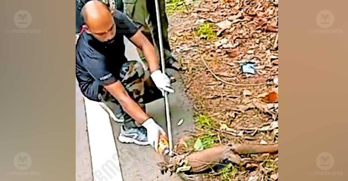 Monitor lizard freed from plastic container stuck on head